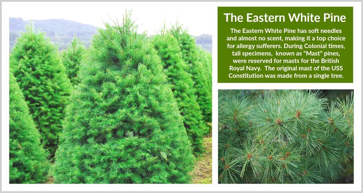 Our Trees